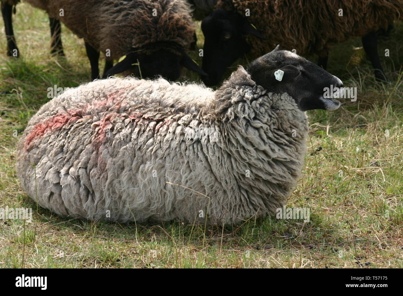 sheep lying a lot of wool Stock Photo - Alamy