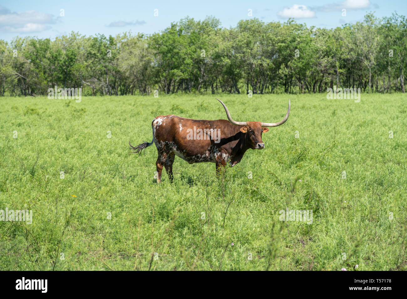 View of Healthy Longhorn in a Wide Open Texas Field Stock Photo - Alamy