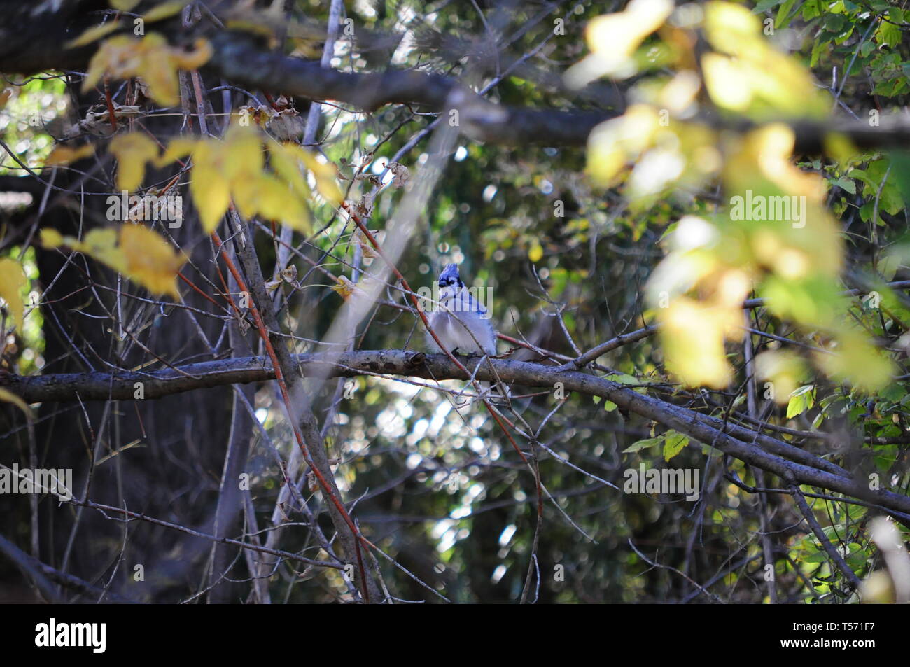 Blue jay bird sitting on the branch of the tree in the park / forest ...