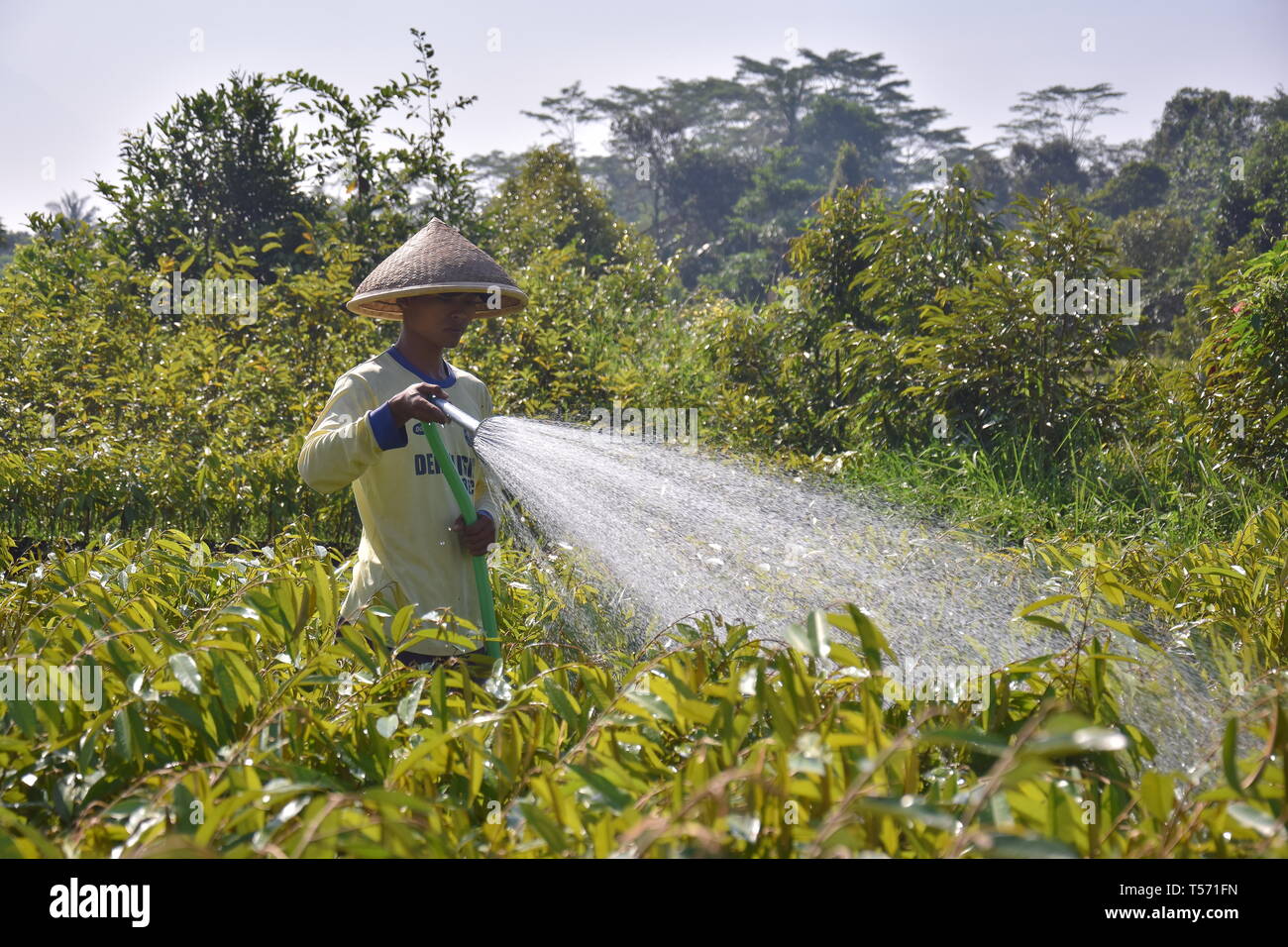 farmers are watering the plants Stock Photo - Alamy