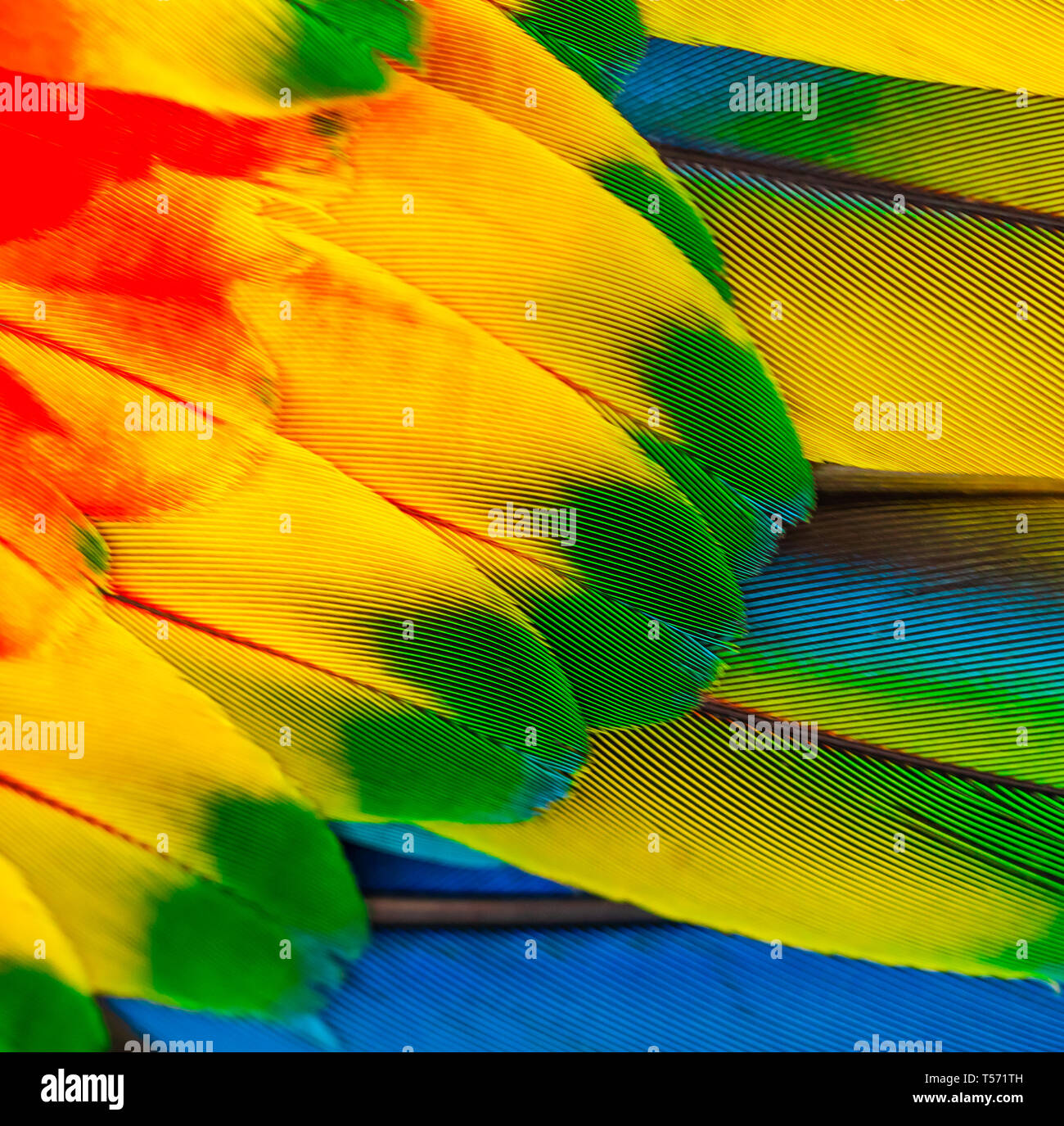 Vibrant yellow feathers hi-res stock photography and images - Alamy