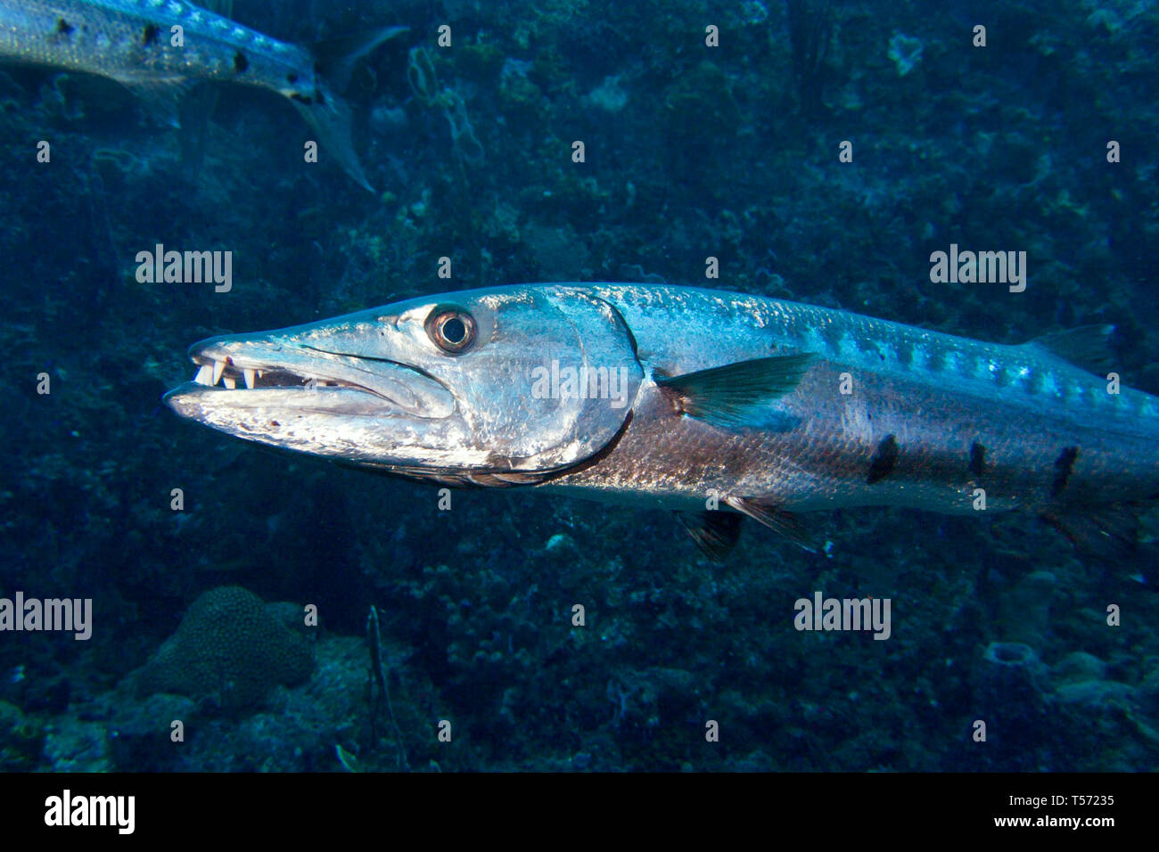 Giant Barracuda at the Caribbean Island of Saba, Netherlands Antilles Stock Photo - Alamy