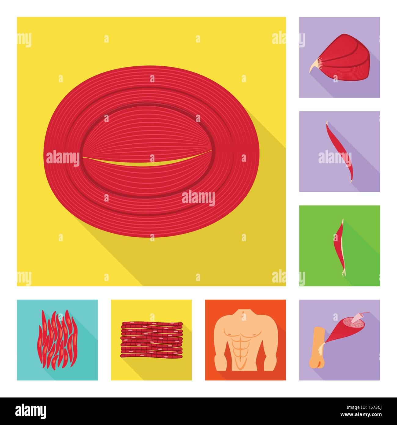 Isolated object of muscle and cells icon. Collection of muscle and ...