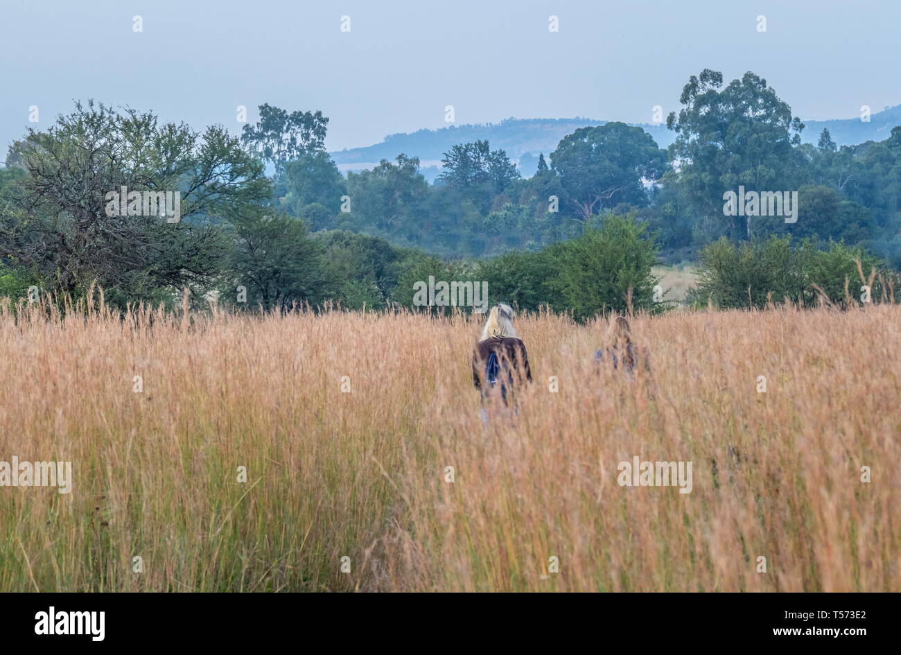 Highveld grass hi-res stock photography and images - Alamy