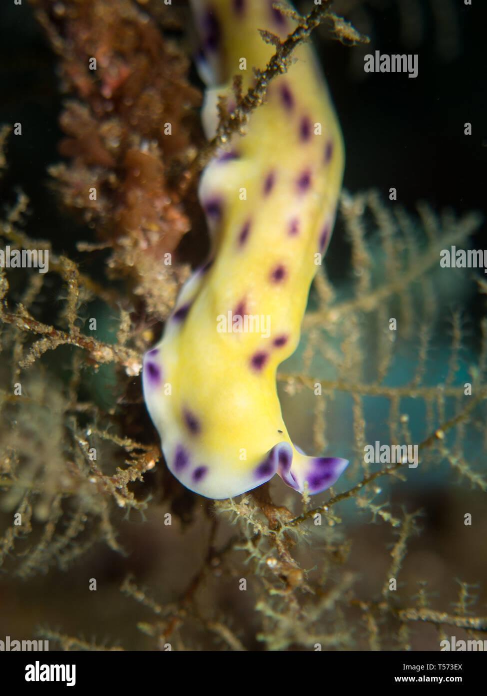 Water and bunaken island hi-res stock photography and images - Alamy