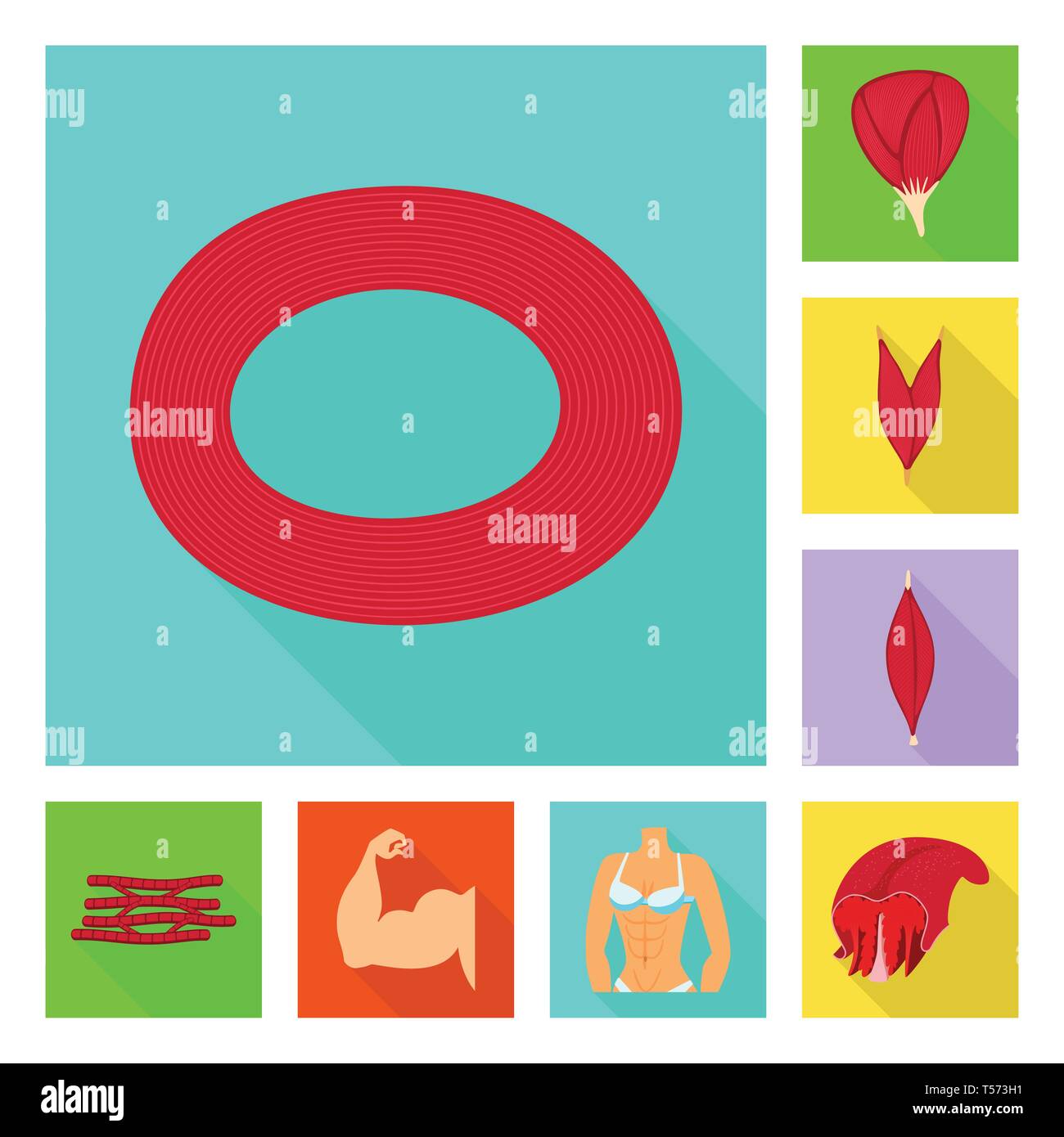 Vector design of muscle and cells symbol. Collection of muscle and ...