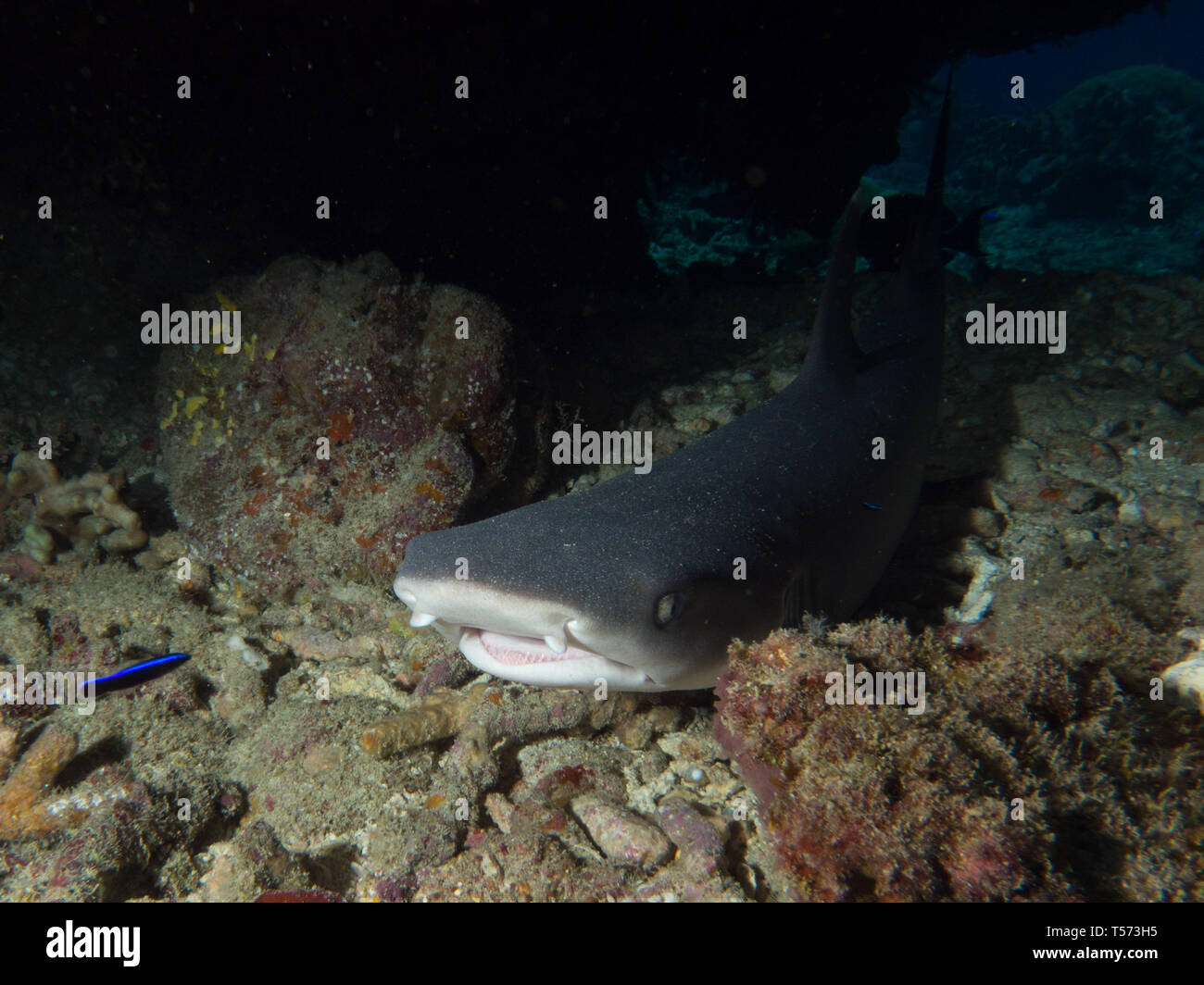 Shark marine hi-res stock photography and images - Alamy