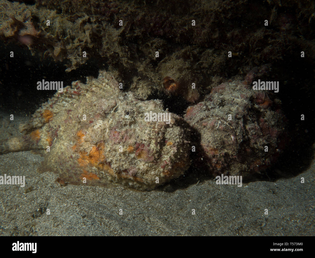 Stonefish and diver hi-res stock photography and images - Alamy