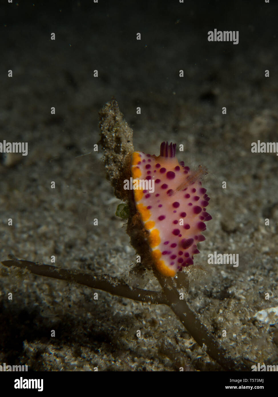 Nudibranch on a muck dive hi-res stock photography and images - Alamy