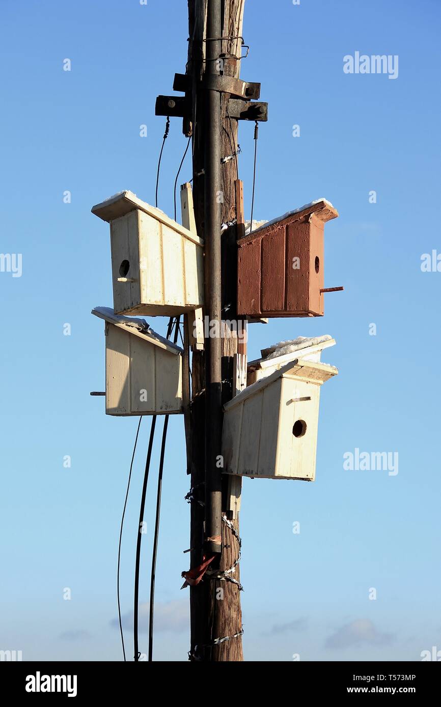 Nesting Boxes on a pole Stock Photo - Alamy