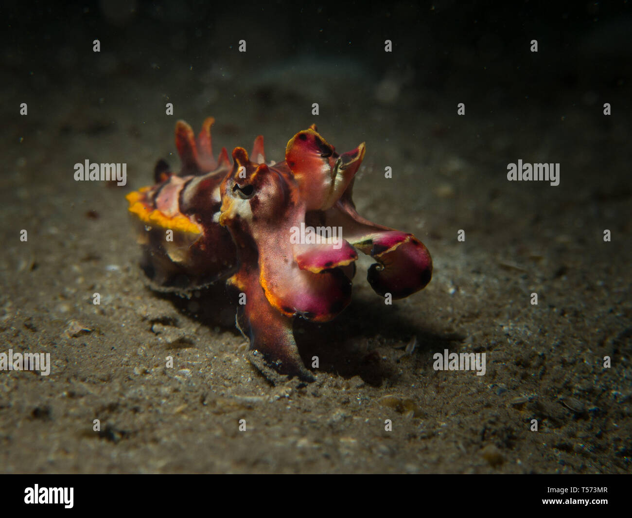 Diver and cuttlefish hi-res stock photography and images - Alamy