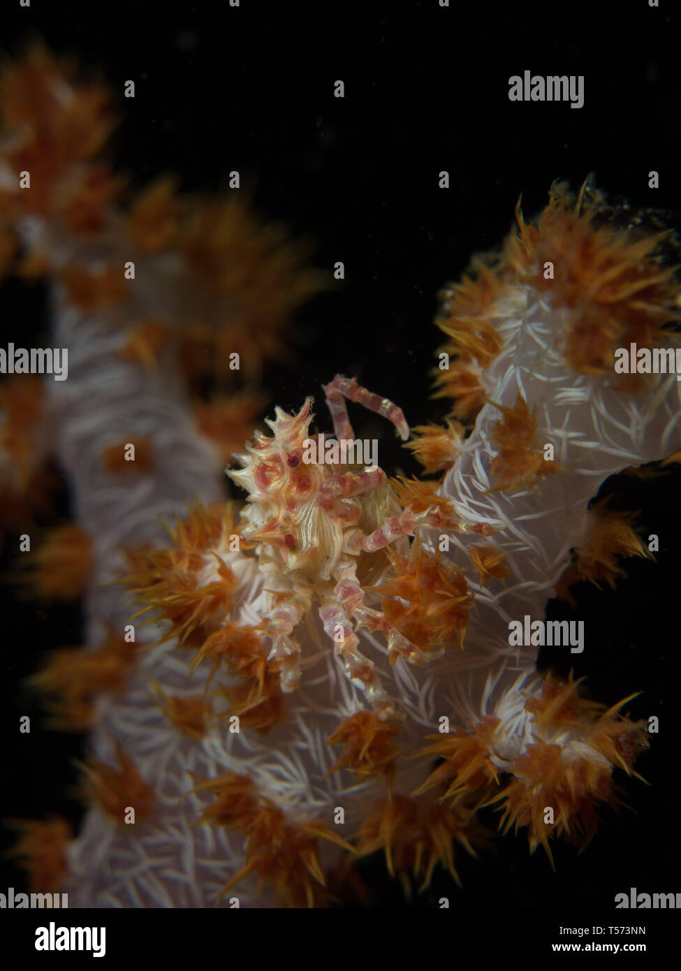 Candy water hi-res stock photography and images - Alamy