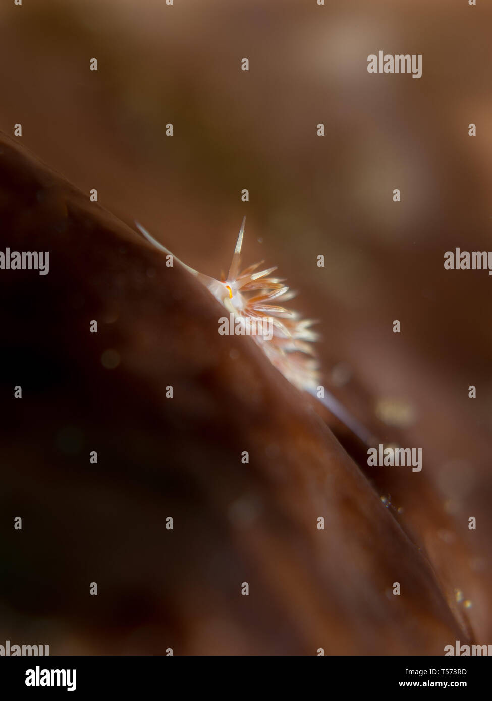 Diver and nudibranch hi-res stock photography and images - Alamy