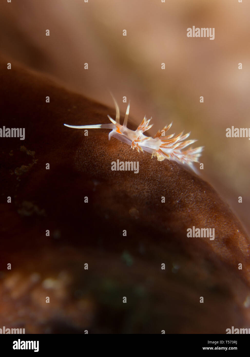 Diver and nudibranch hi-res stock photography and images - Alamy