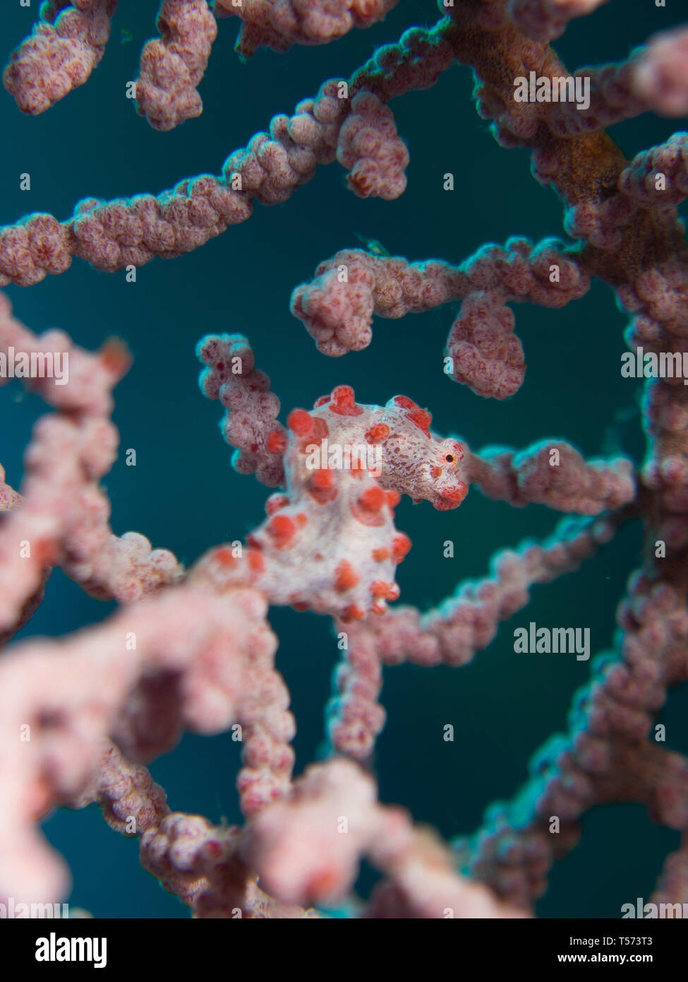 Gorgonian reef tank hi-res stock photography and images - Alamy