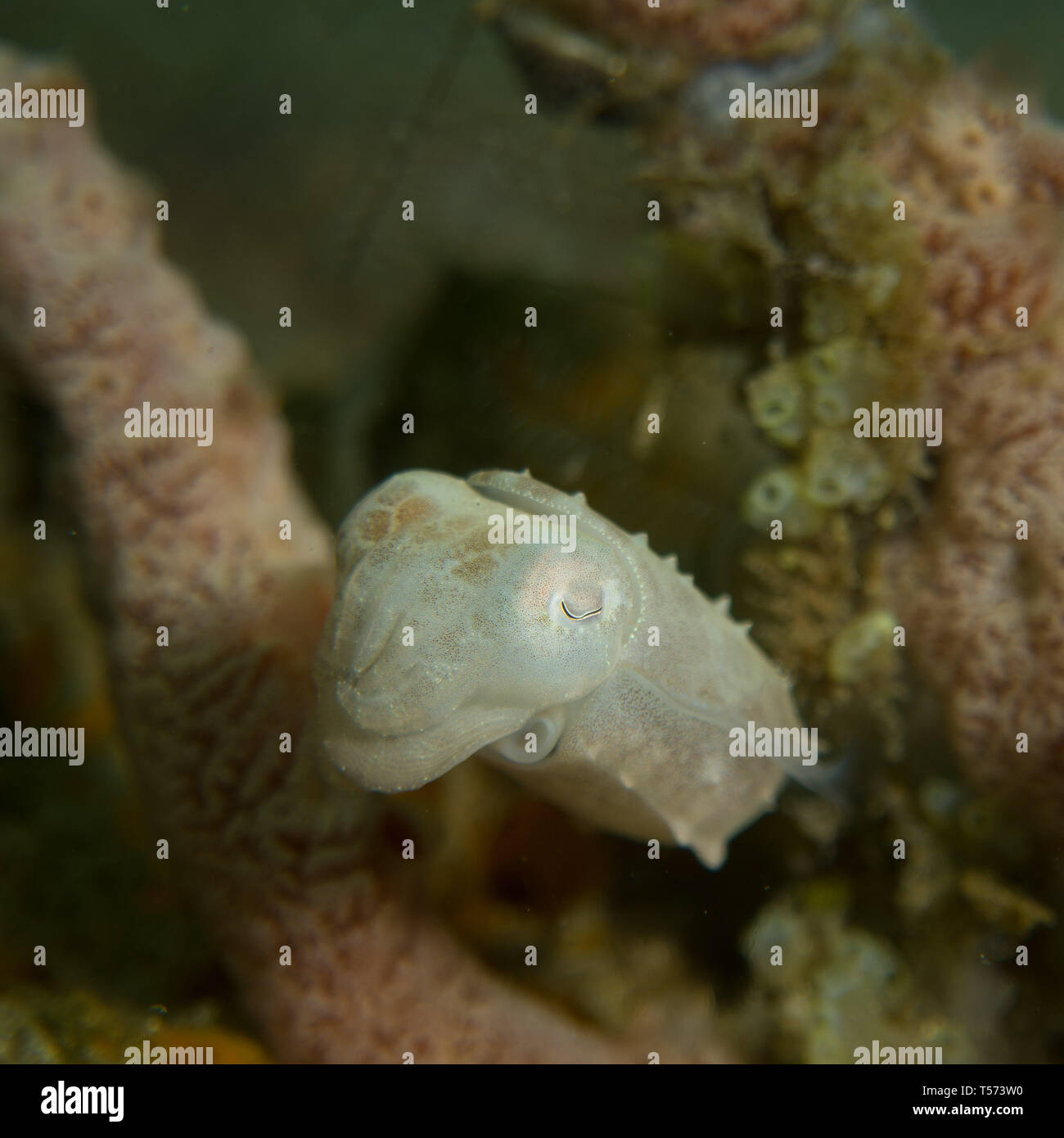 Pygmy cuttlefish hi-res stock photography and images - Alamy