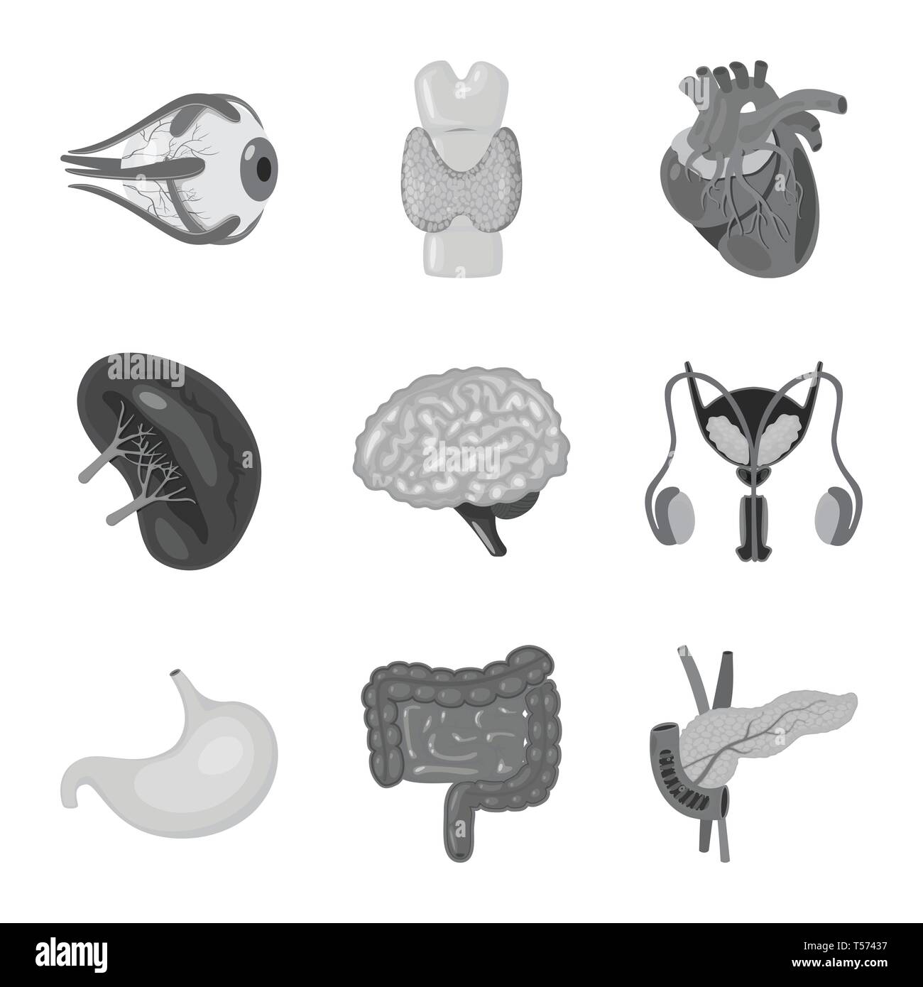 eyeball,dorsal,heart,kidney,brain,urinary,stomach,intestine,pancreas ...