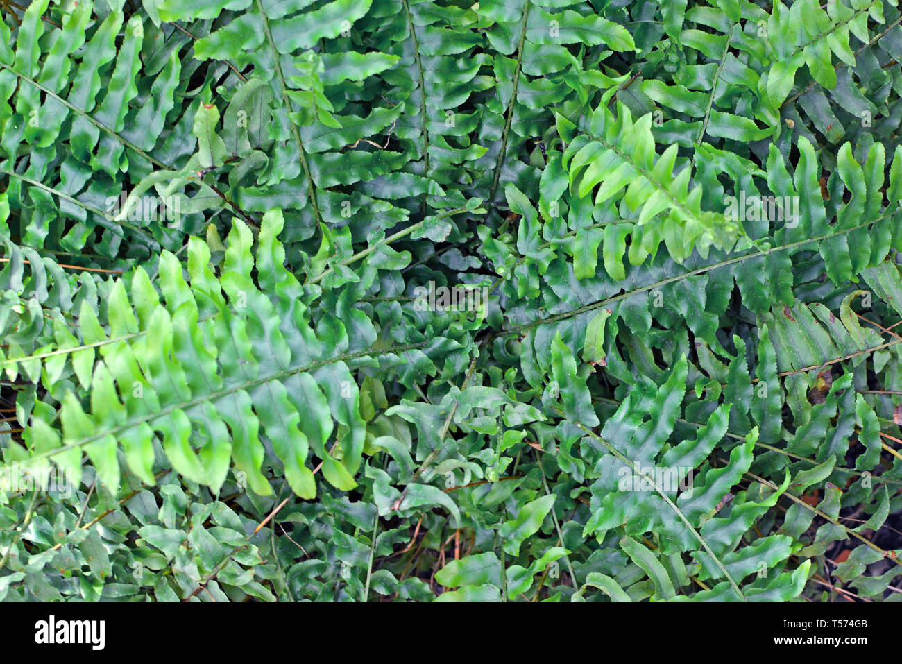 Center of fern hi-res stock photography and images - Alamy