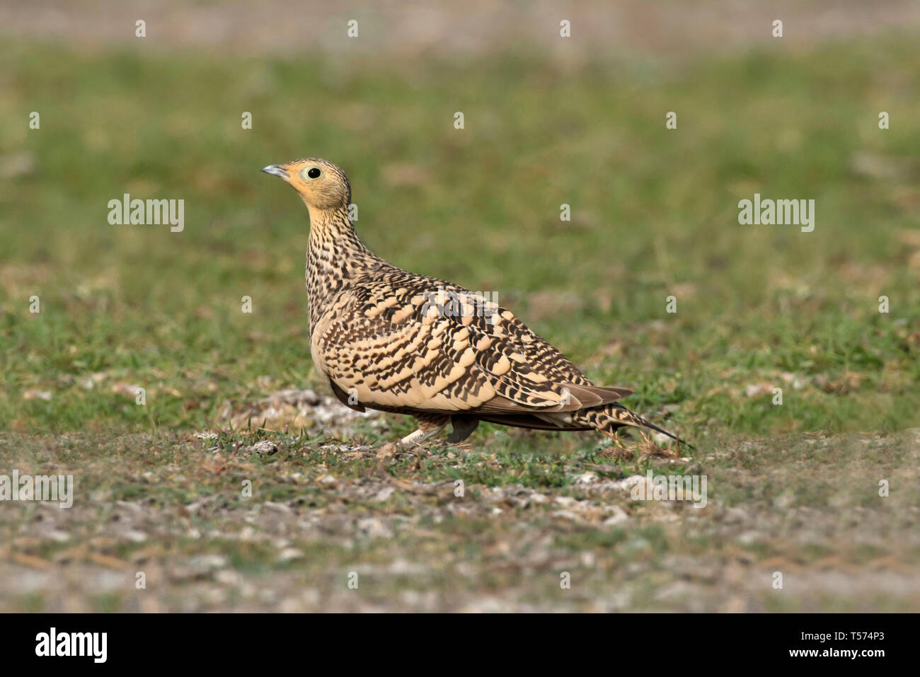 Chestnut bellied sandgrouse pterocles hi-res stock photography and ...