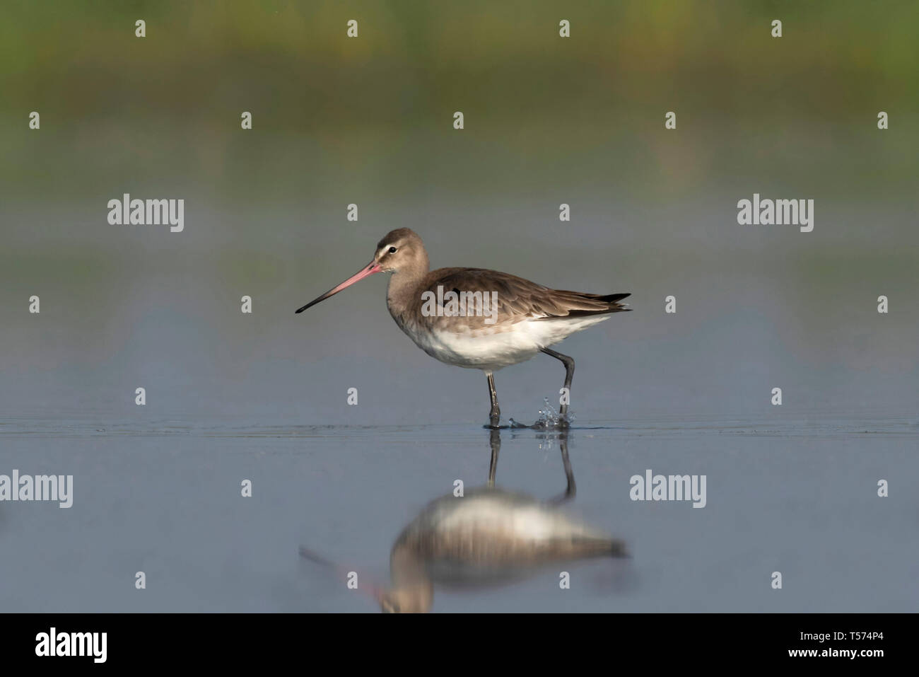 India black tailed godwit hi-res stock photography and images - Alamy