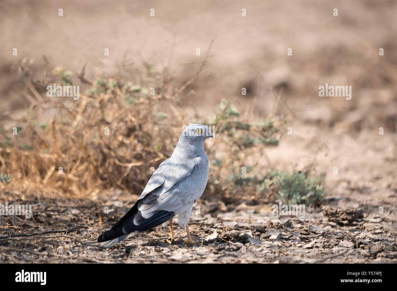 Montagu's harrier, Circus pygargus, male, India Stock Photo - Alamy
