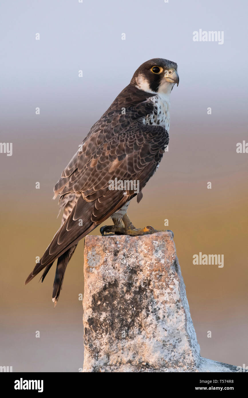 Peregrine falcon, Falco peregrinus, India Stock Photo - Alamy