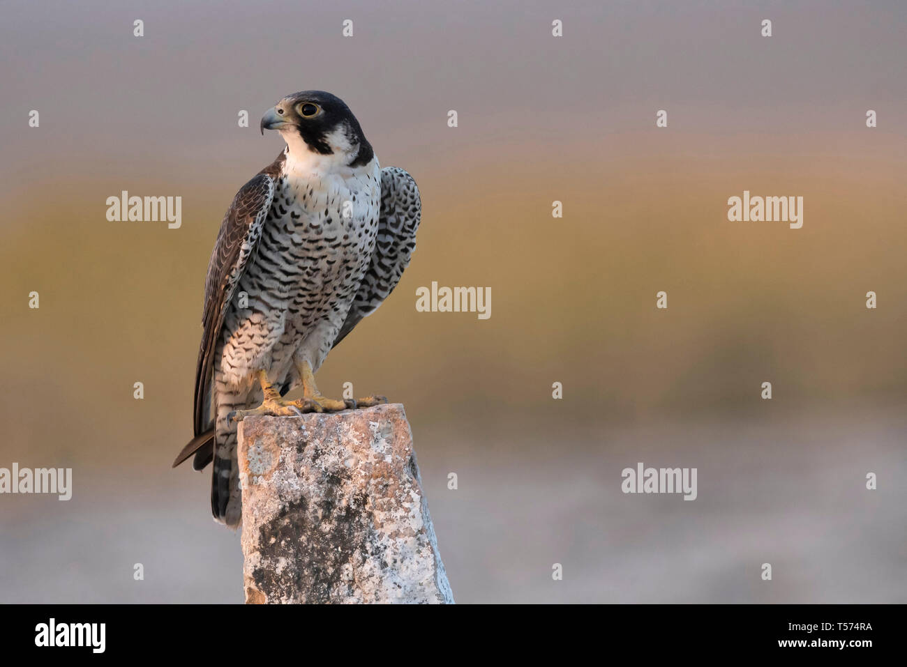Falcon on tree hi-res stock photography and images - Alamy