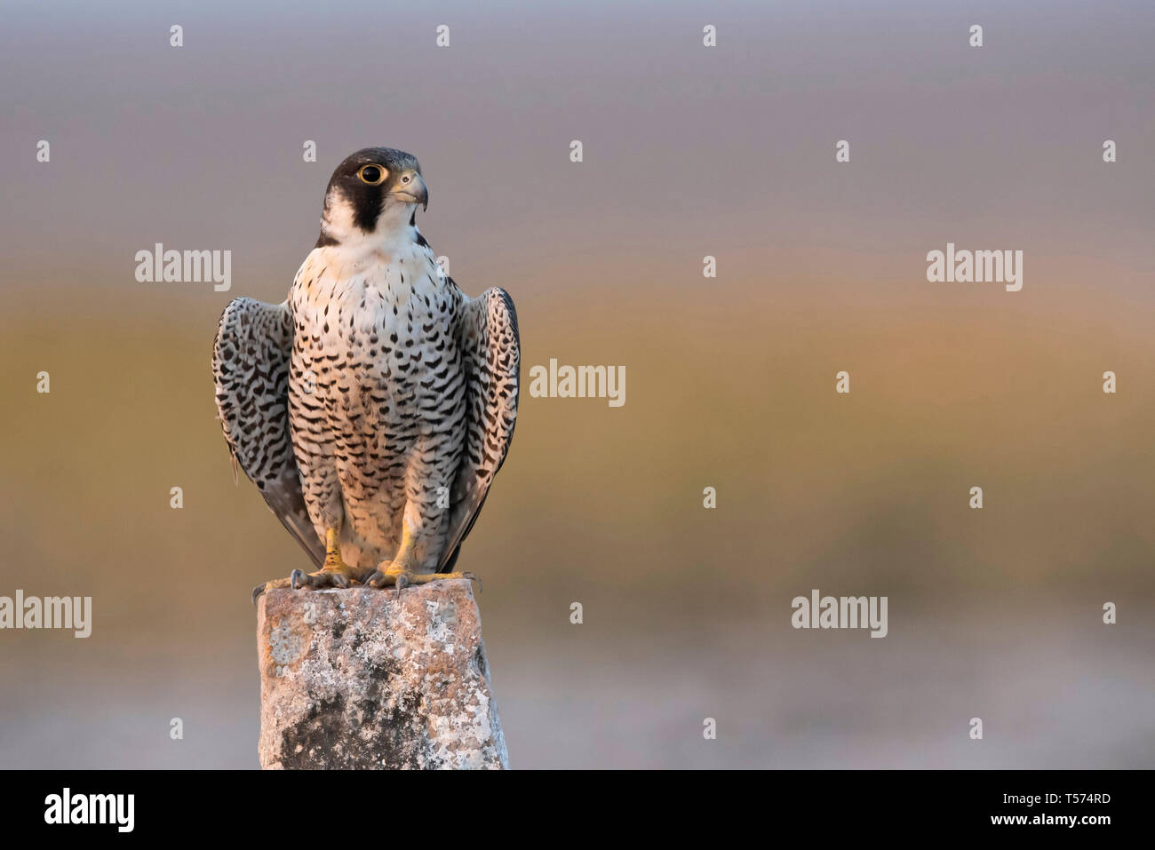 Peregrine falcon, Falco peregrinus, India Stock Photo - Alamy