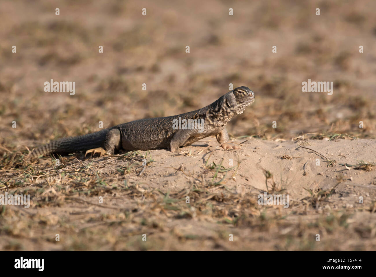 Saara hardwickii hi-res stock photography and images - Alamy
