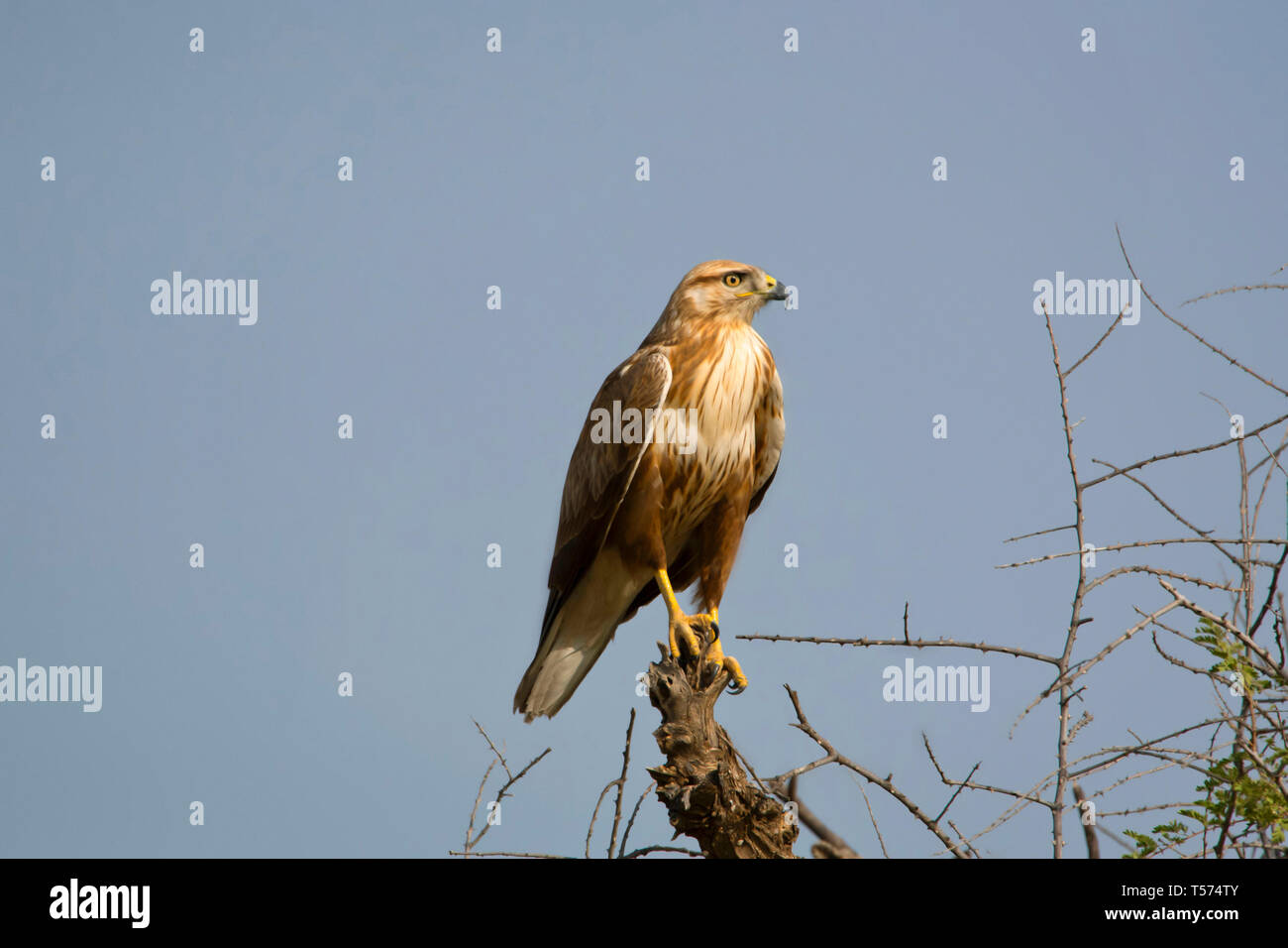 Buzzard feather hi-res stock photography and images - Alamy