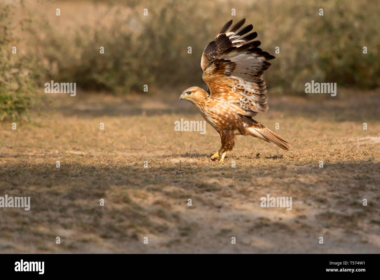 Buzzard feather hi-res stock photography and images - Alamy