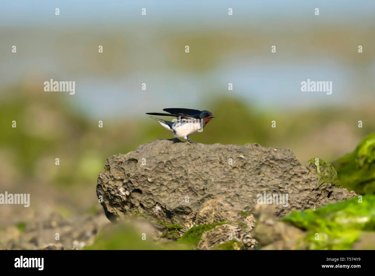 Barn swallow, Hirundinidae family, Khijadiya Bird Sanctuary, Jamnagar ...