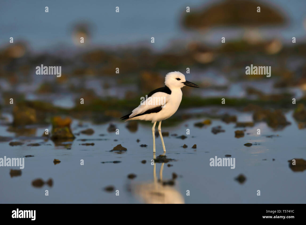 Crab plover, Dromas ardeola, Khijadiya Bird Sanctuary, Jamnagar ...