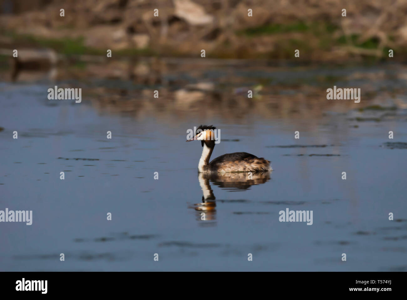 Khijadiya bird sanctuary hi-res stock photography and images - Alamy