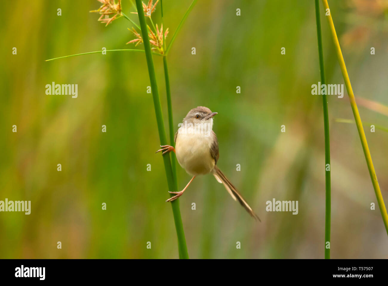 Plain prinia, Prinia inornata, Khijadiya Bird Sanctuary, Jamnagar ...