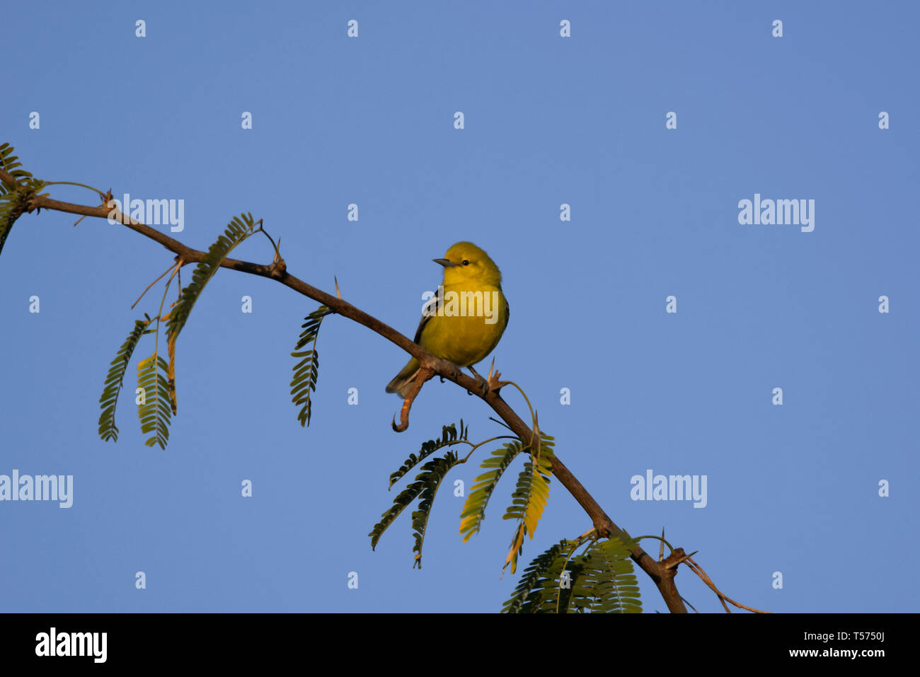White tailed iora hi-res stock photography and images - Alamy
