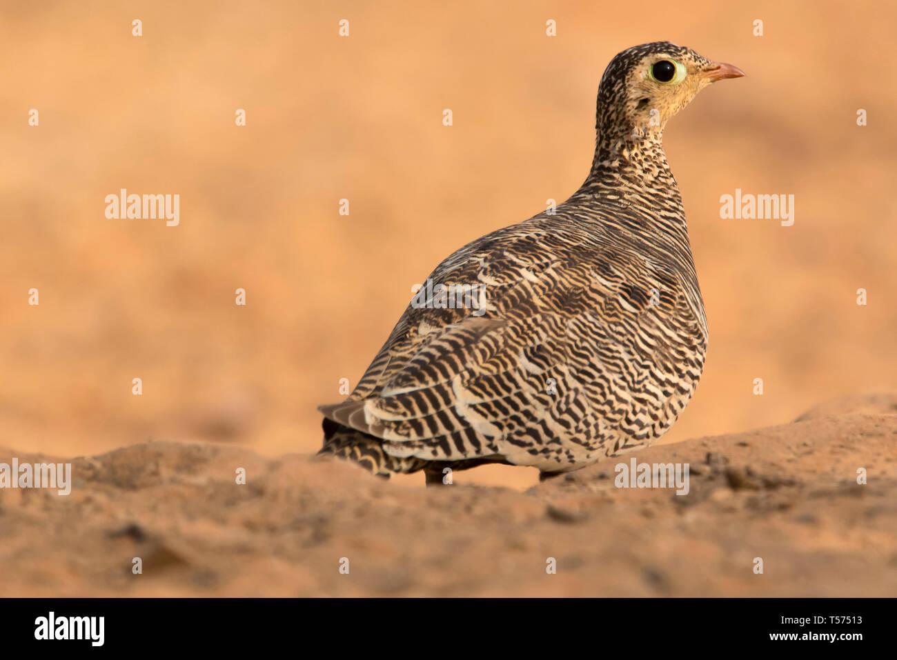 Animals of gujarat animals of kutch animals hi-res stock photography ...