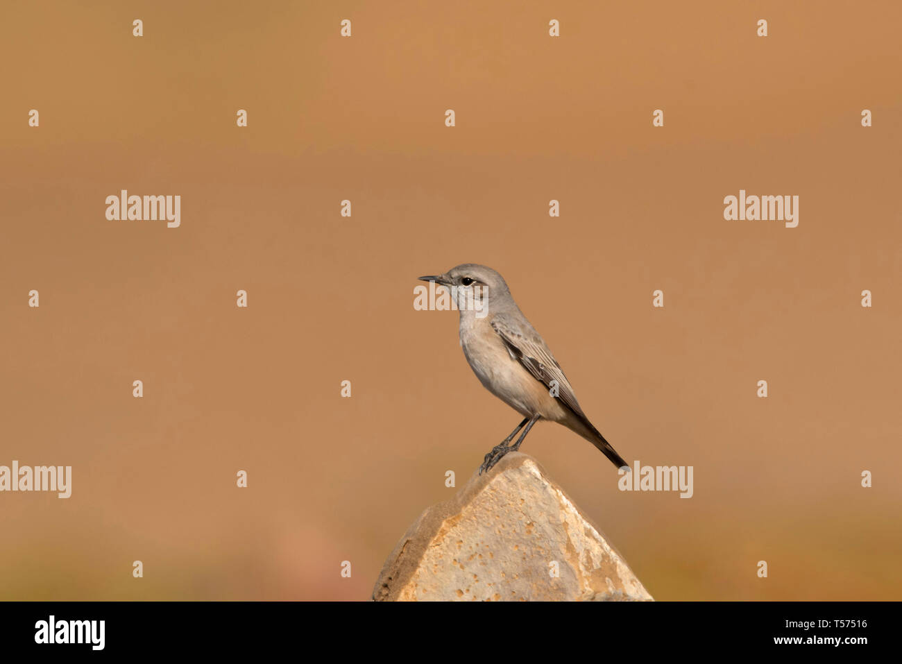 Red tailed wheatear, Oenanthe chrysopygia, Greater Rann of Kutch ...