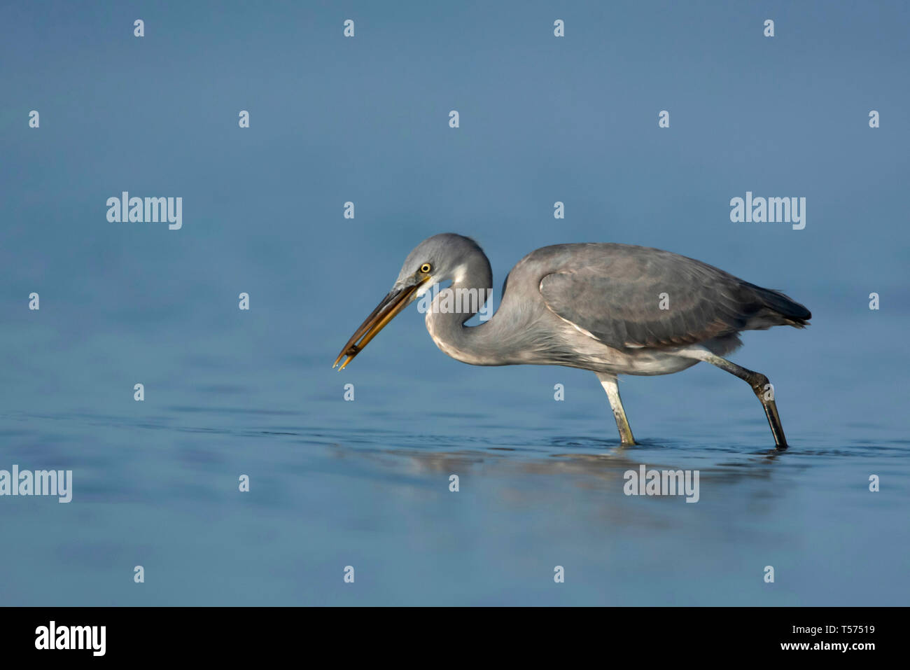 Blue gularis hi-res stock photography and images - Alamy