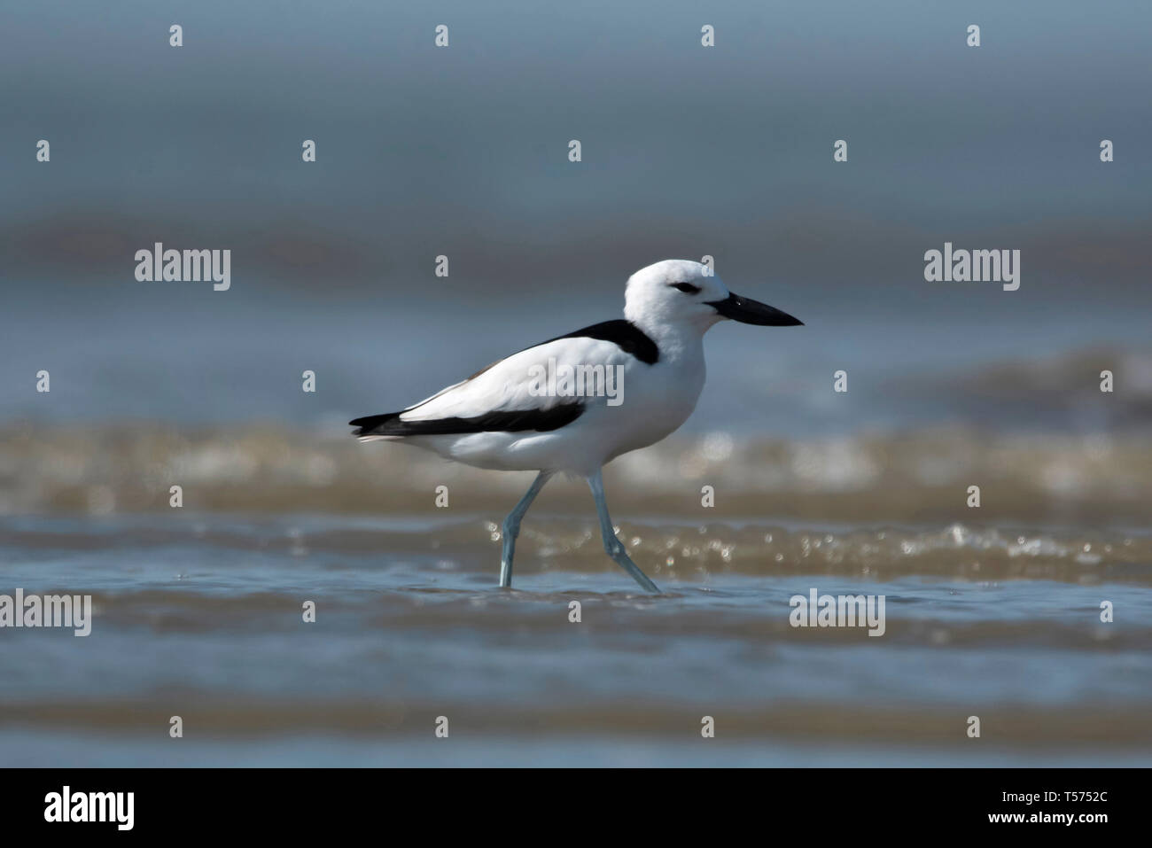 Crab plover, Dromas ardeola, Jamnagar, Gujarat, India Stock Photo - Alamy
