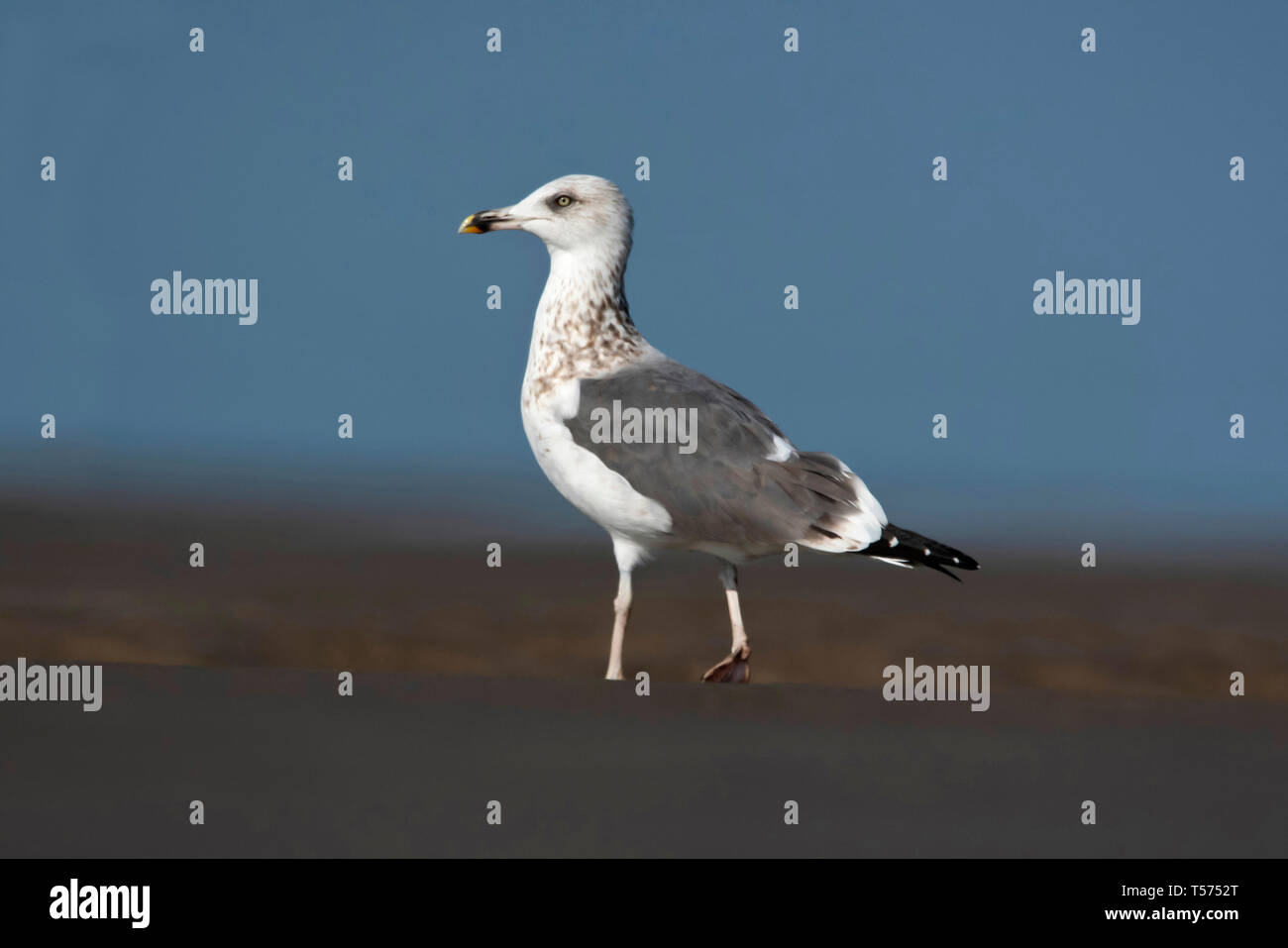 Pallas gull or great black-headed gull, Ichthyaetus ichthyaetus ...
