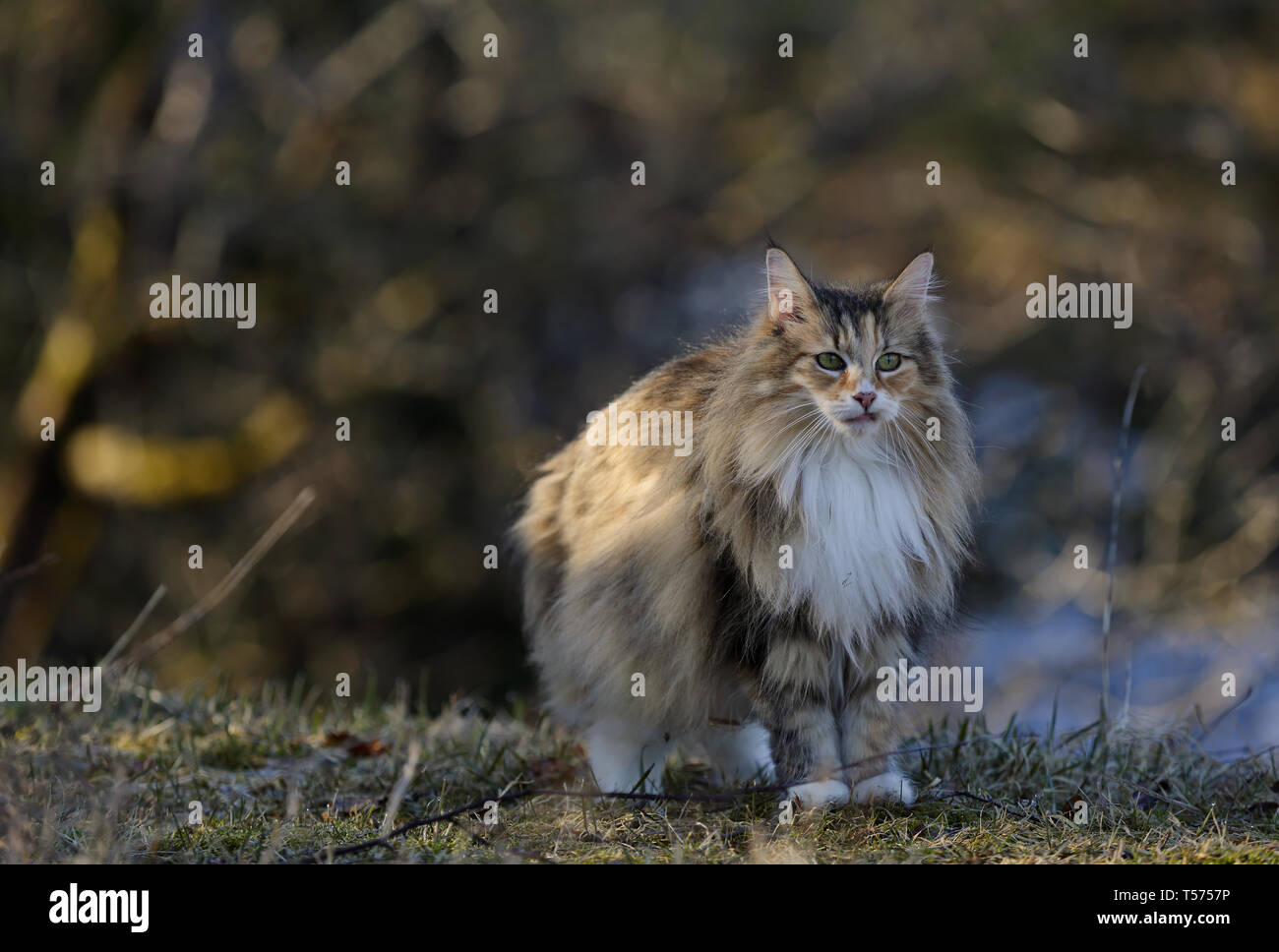 Norwegian forest cat face hi-res stock photography and images - Alamy