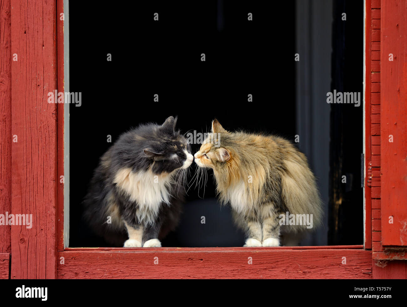 Sweet smelling grass hi-res stock photography and images - Alamy