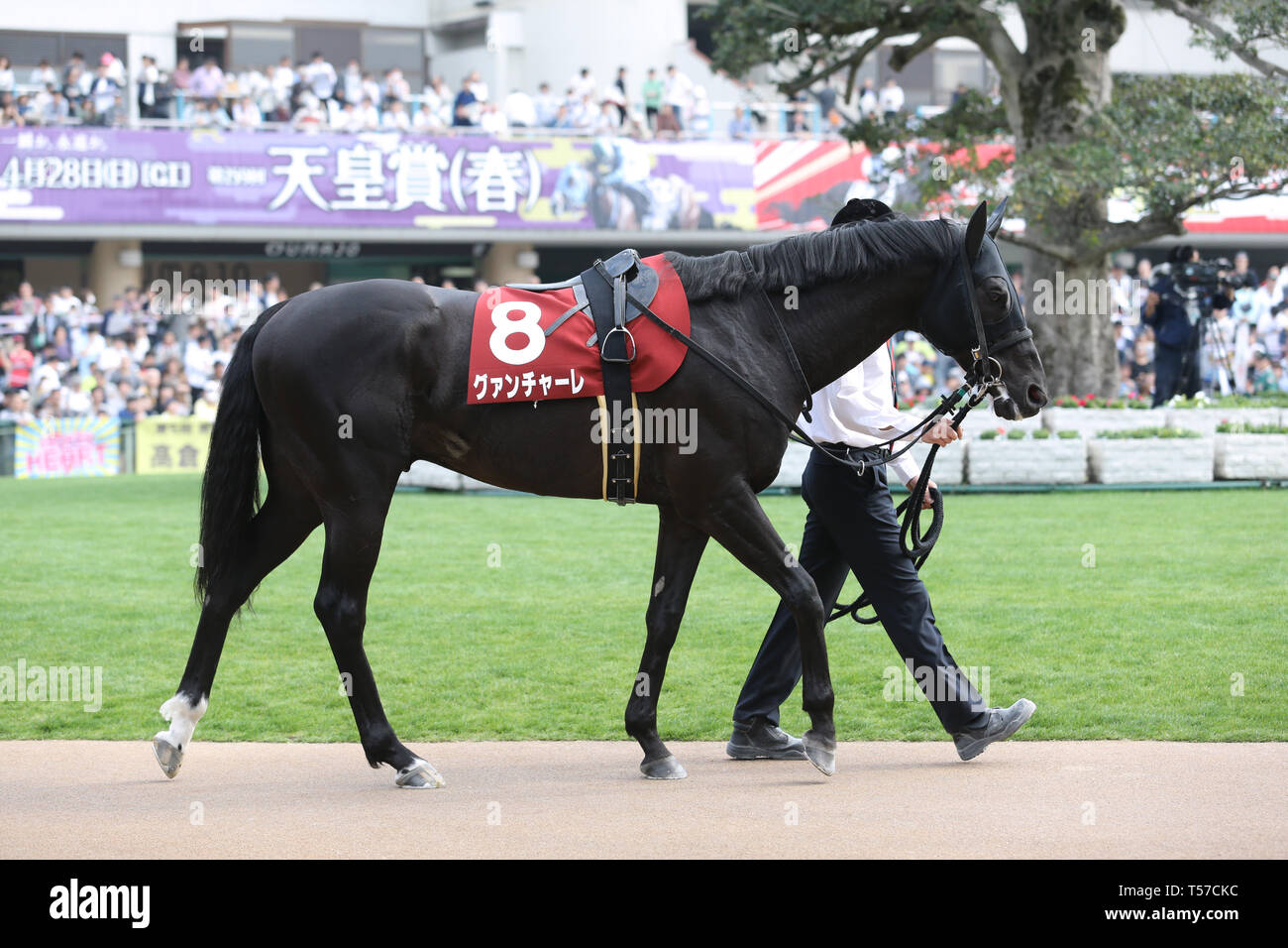 Kyoto, Japan. 21st Apr, 2019. Guanciale Horse Racing : Guanciale is led ...