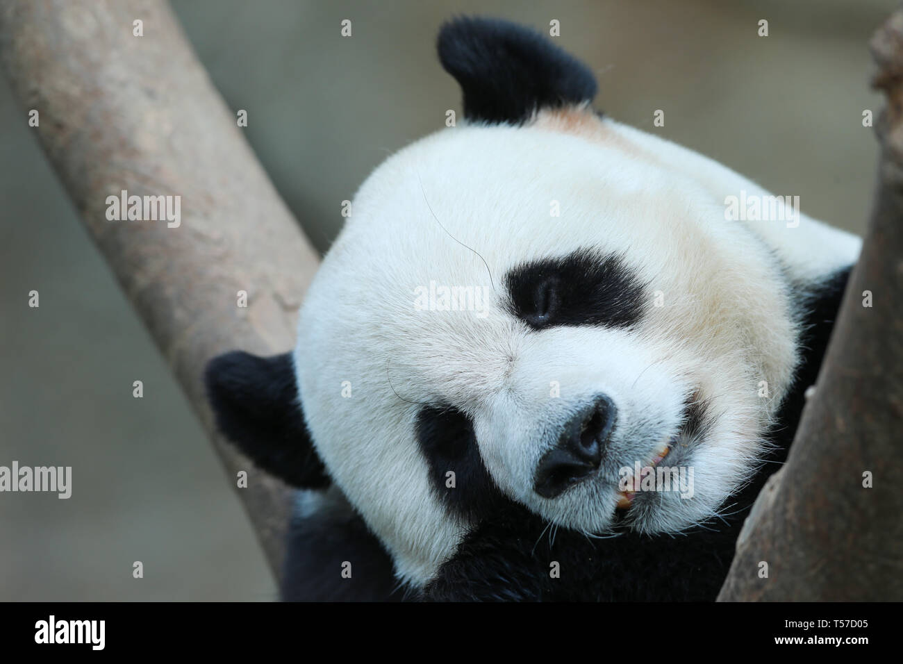 Beijing, South Korea. 18th Apr, 2019. Chinese male giant panda Le Bao ...