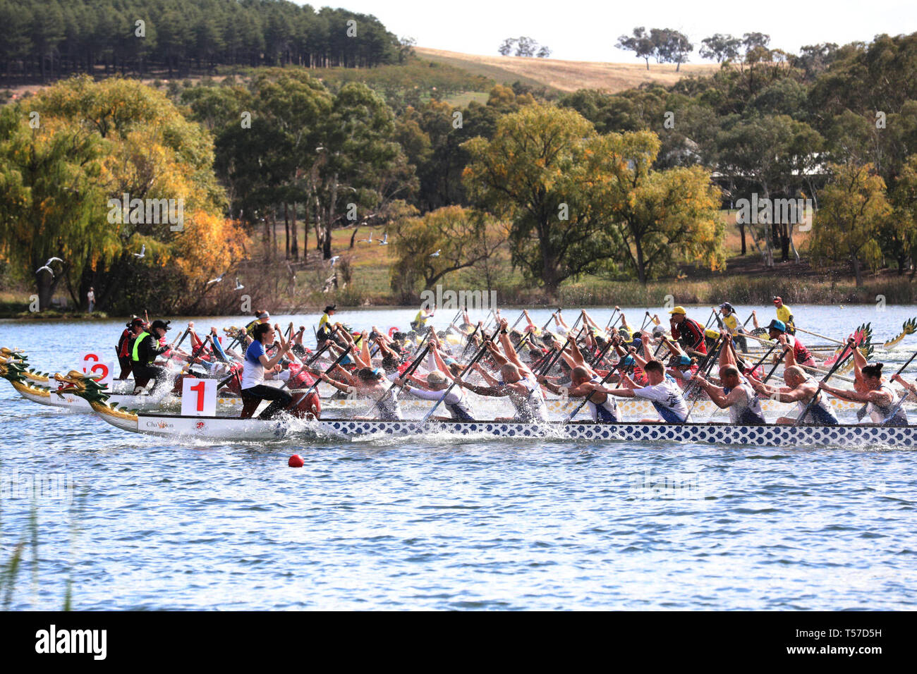 Australian dragon boat hi-res stock photography and images - Alamy