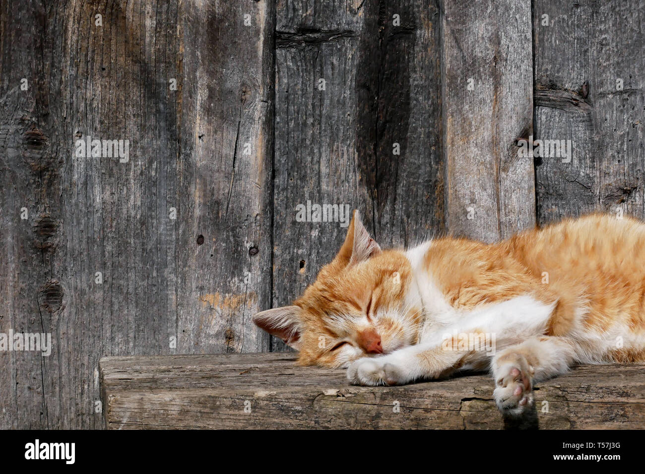 Sleeping cat under the sun hi-res stock photography and images - Alamy