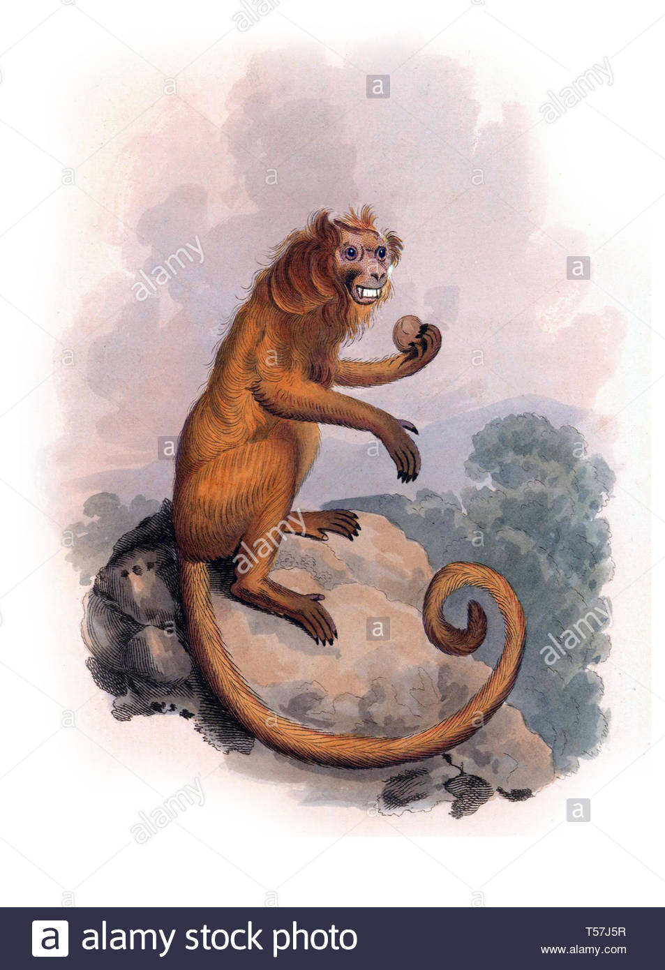 Silky Sifaka High Resolution Stock Photography and Images - Alamy