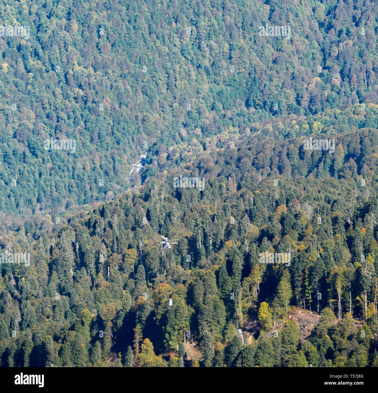 The helicopter flies over the green forest. View from above Stock Photo ...