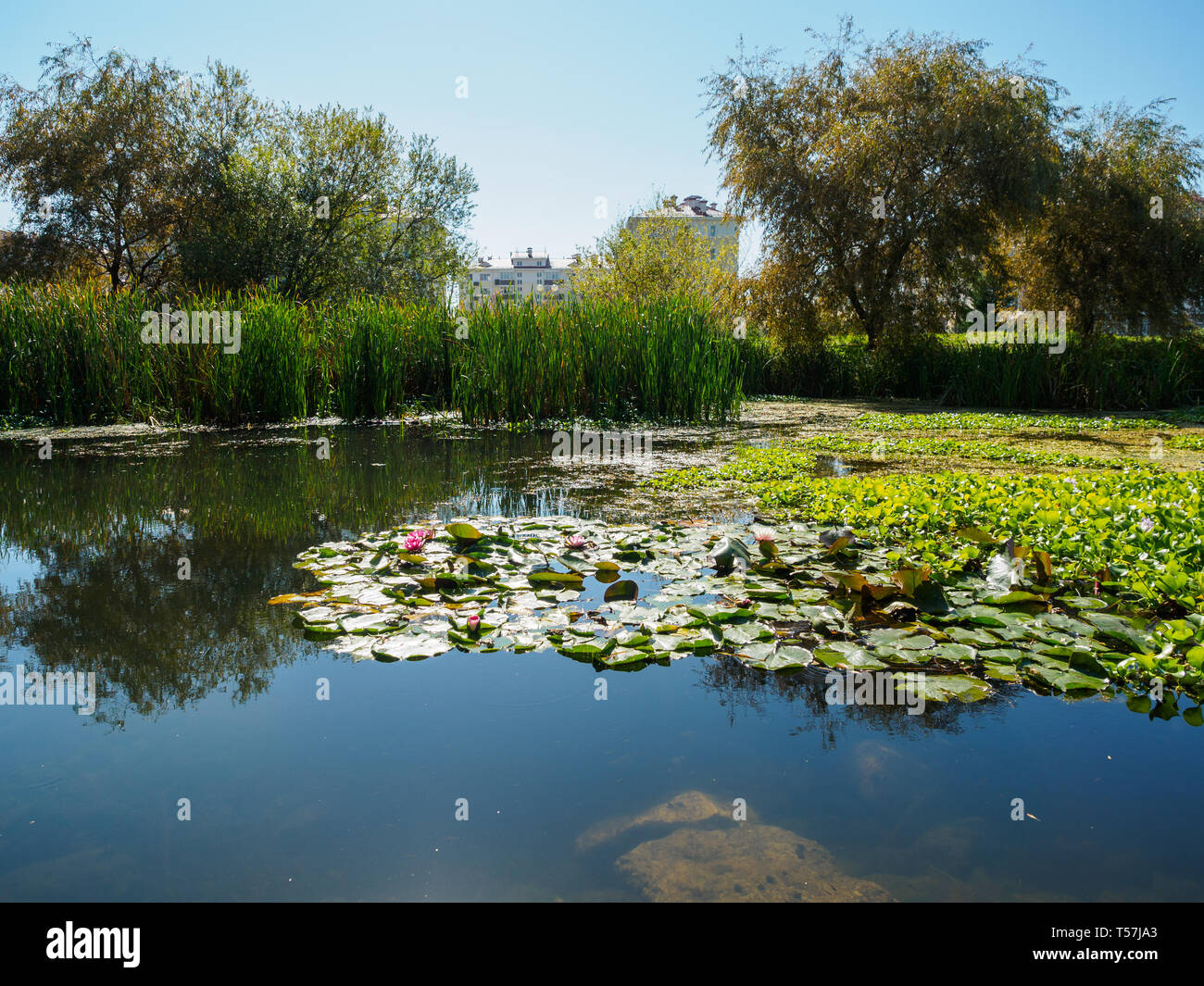 Water lilies in a small swamp. Swamp on the outskirts of the city Stock ...
